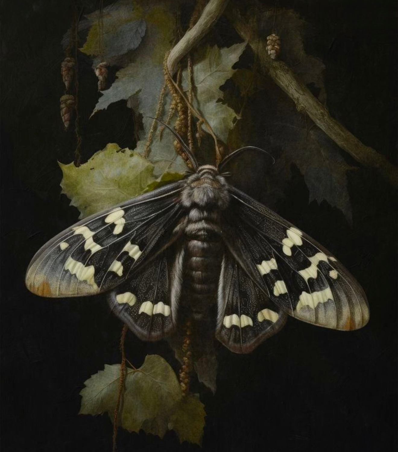 Fragrant Musings ~ Moth Wing – Haus of Hecate